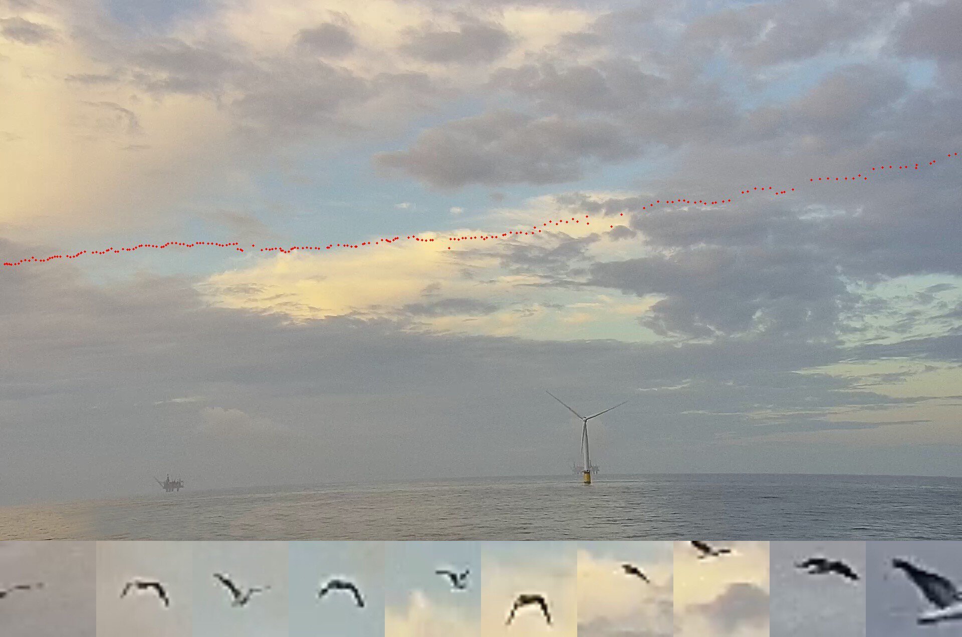 Innovative AI Bird-Monitoring for Offshore Wind Farms | Fugro